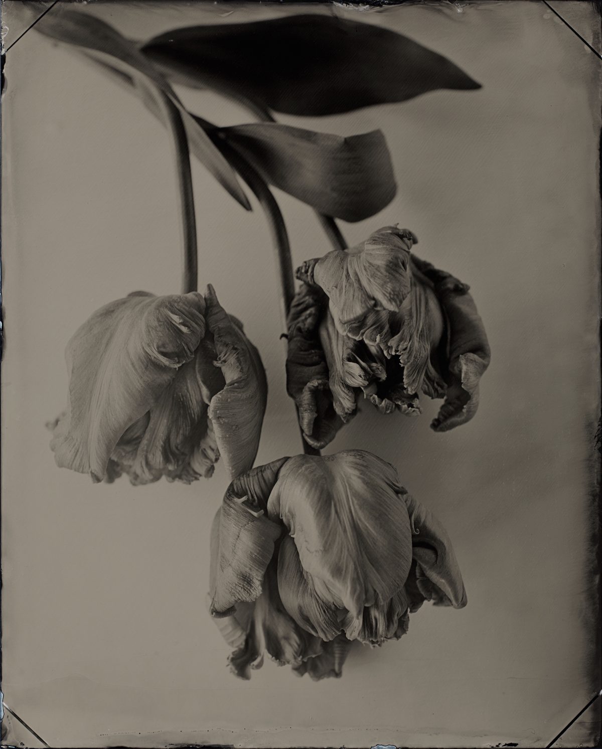 Tif Hunter & the tintype - Darklight Digital